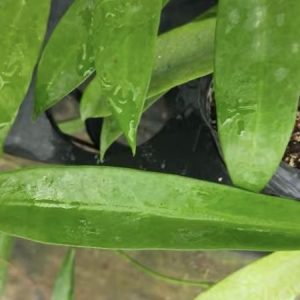 (Rare) Hoya lima splash for Sale - HappyForest