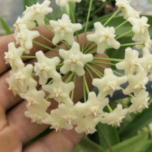 (Rare) Hoya lima splash for Sale - HappyForest