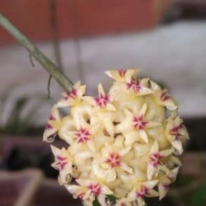 (Rare) Hoya lima splash for Sale - HappyForestStore