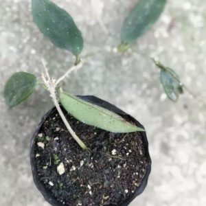 (Rare) Hoya lima splash for Sale - HappyForestStore