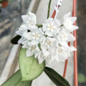 Hoya mathilde splash for sale - HappyForestStore