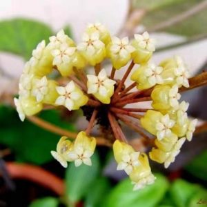 (Rare) Hoya lima splash for Sale - HappyForestStore