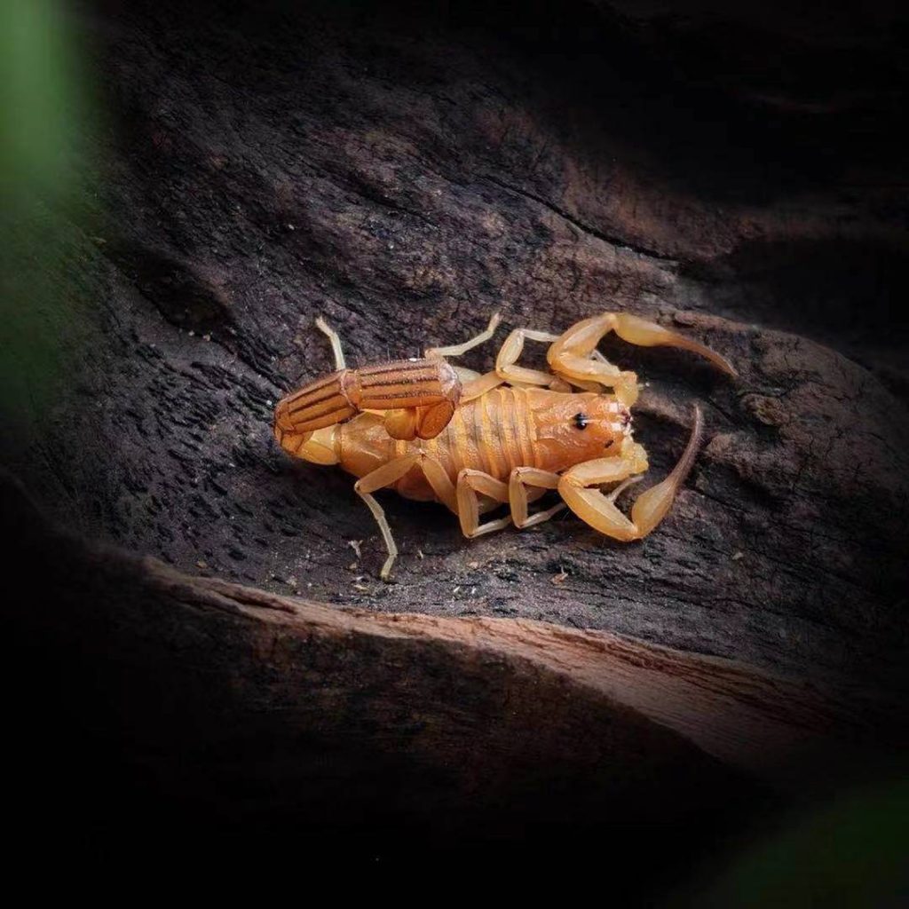 Scorpions for Sale - HappyForestStore