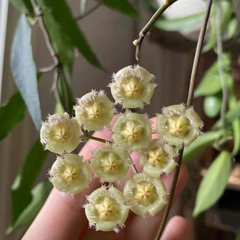 Hoya undulata for sale - HappyForest