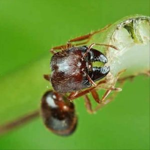 Ants for Sale - HappyForestStore