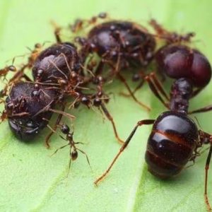 Messor cephalotes - Giant African Harvester Ant for sale - HappyForestStore