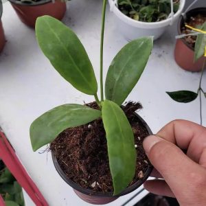 Hoya mindorensis lite yellow - HappyForestStore