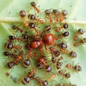 Messor cephalotes - Giant African Harvester Ant for sale - HappyForestStore