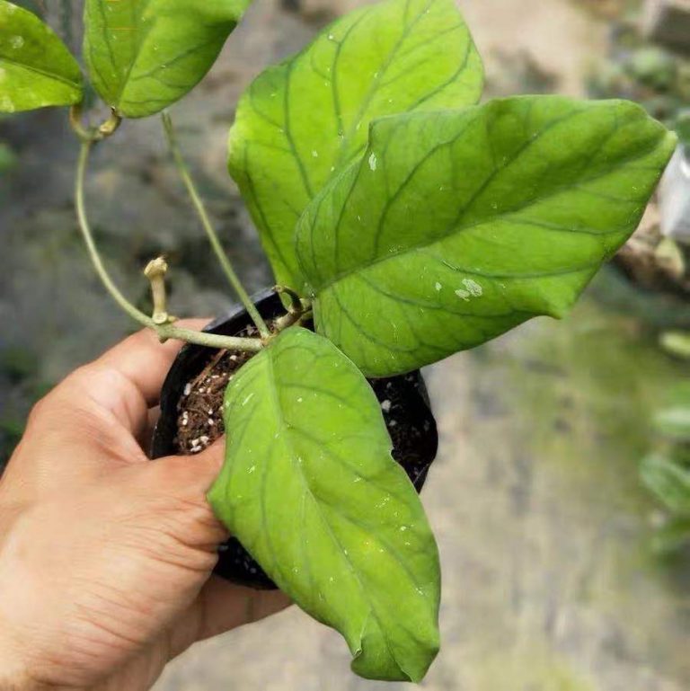 Hoya macrophylla Splash snow queen for sale - HappyForestStore