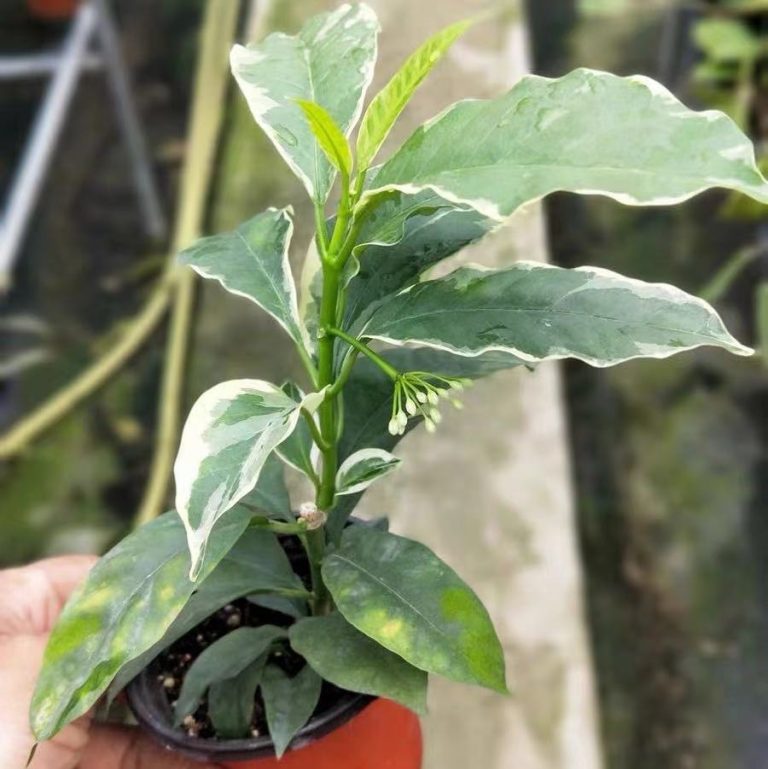 Hoya multiflora albo for sale - HappyForestStore