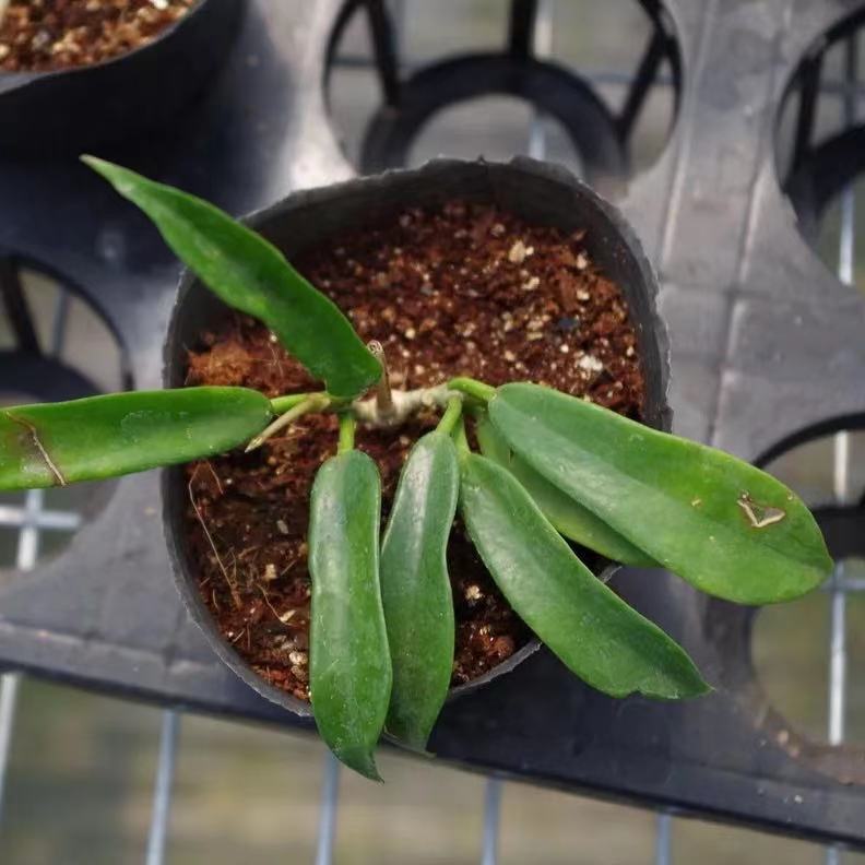 Hoya rostellata (sp.3) for sale - HappyForestStore