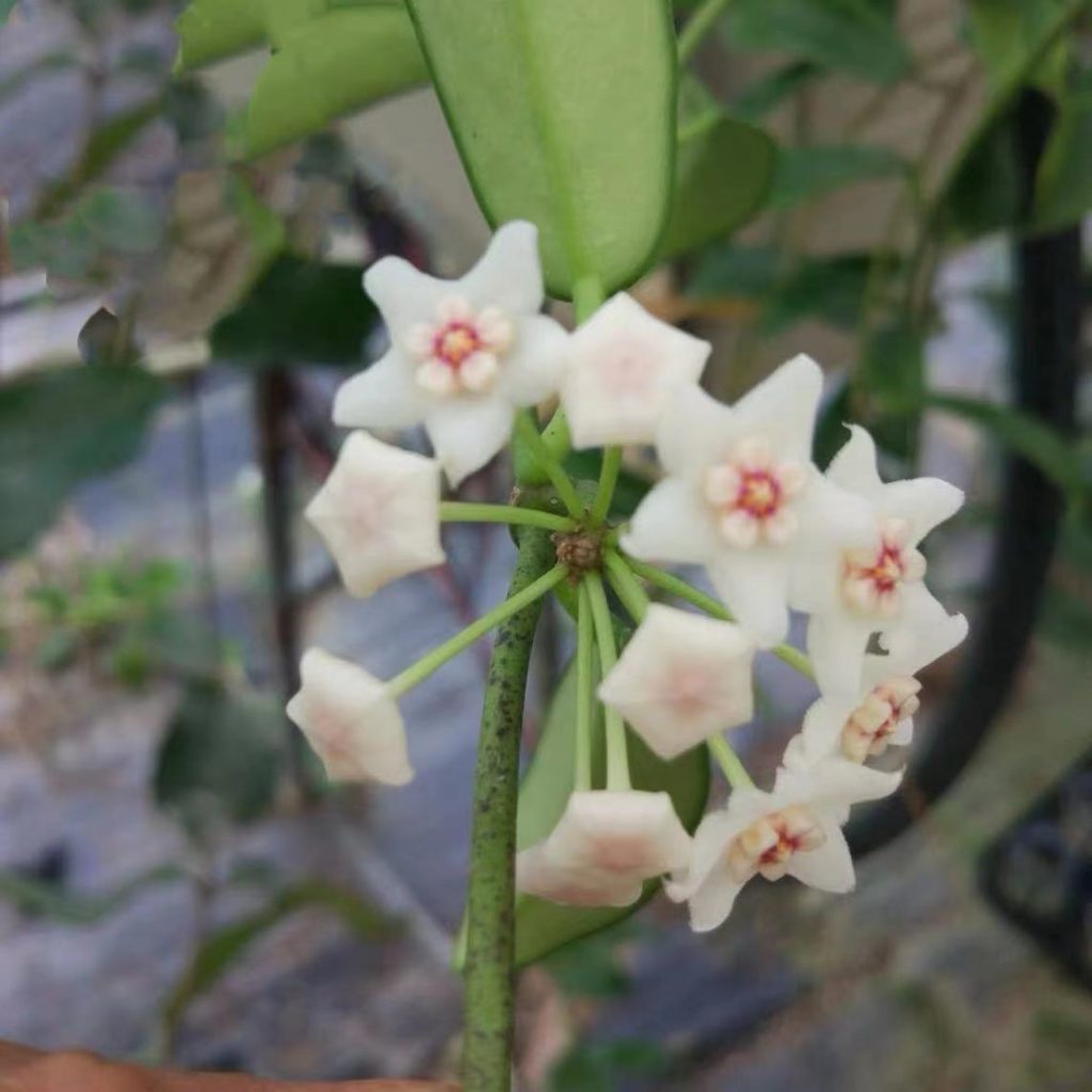 Hoya for Sale - Page 16 of 18 - HappyForestStore