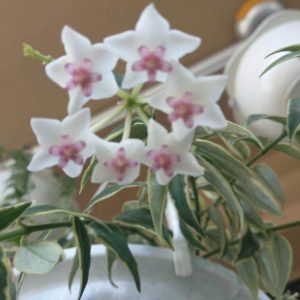 Hoya macrophylla Splash snow queen for sale - HappyForest