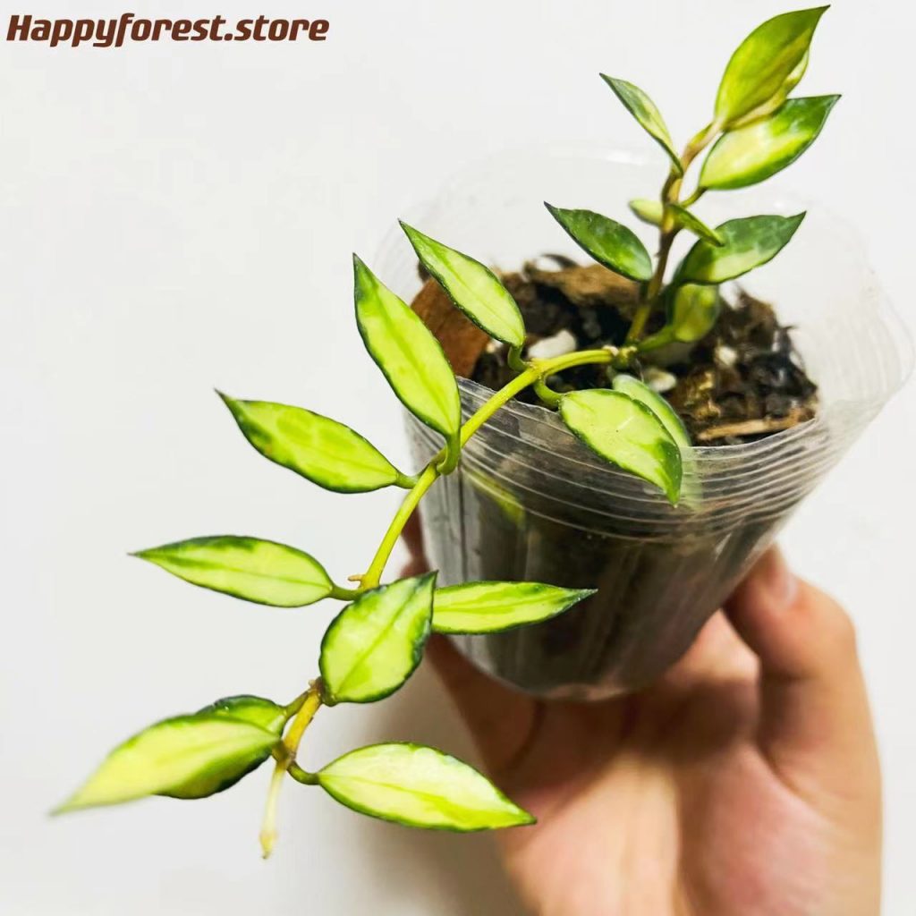 (Rare) Hoya silver lady for sale - HappyForestStore