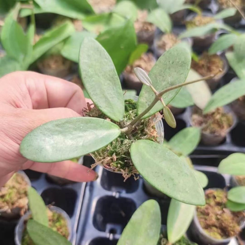 (Rare) Hoya silver lady for sale - HappyForestStore