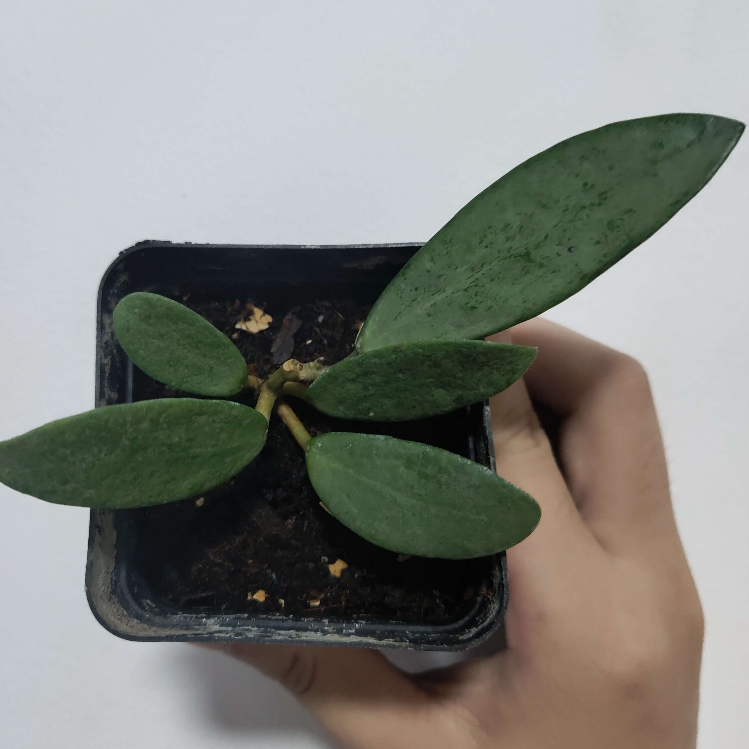 Hoya silver lady for sale - HappyForest