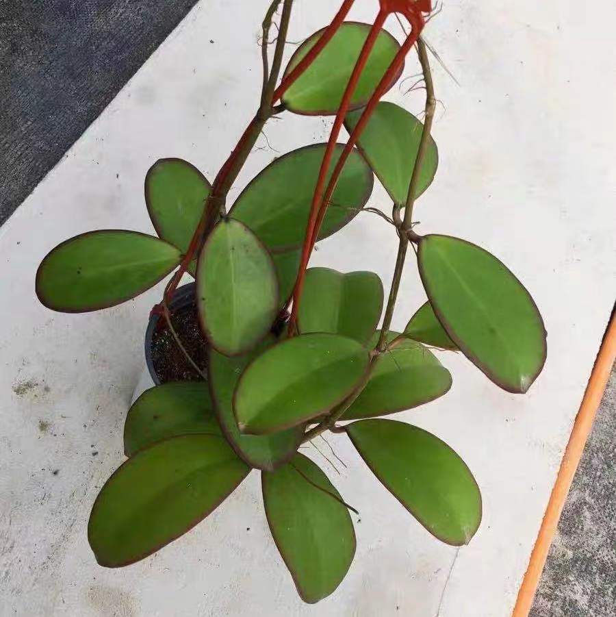 Hoya wonder (jad020) for sale - HappyForestStore