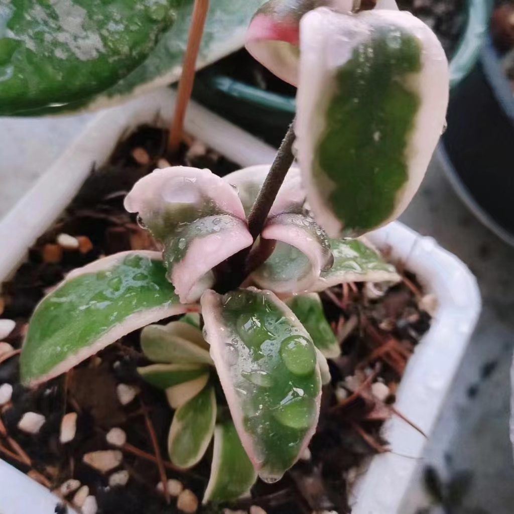 Hoya Biakensis Splash (Hoya IR26) for sale - HappyForestStore