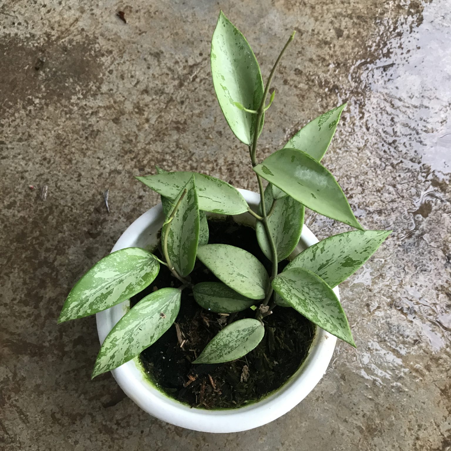 Hoya IR26 splash for sale - HappyForest