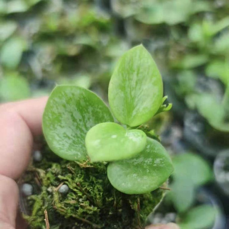 Hoya Biakensis Splash (Hoya IR26) for sale - HappyForestStore