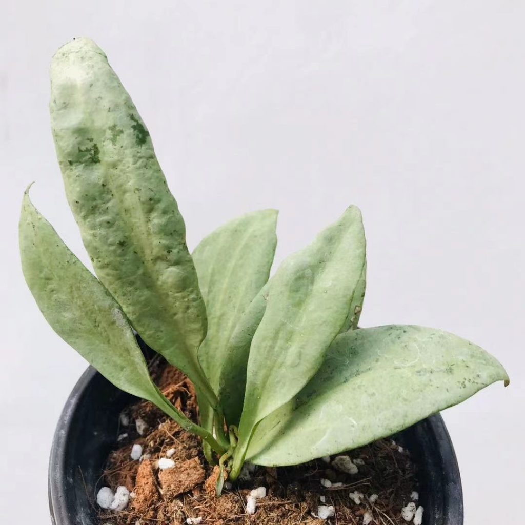 (Rare) Hoya tengchongensis for sale - HappyForestStore