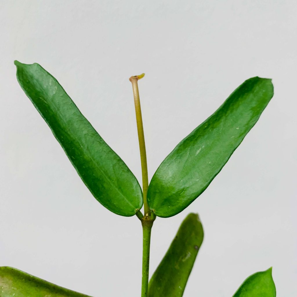 Hoya pandurata for sale - HappyForestStore