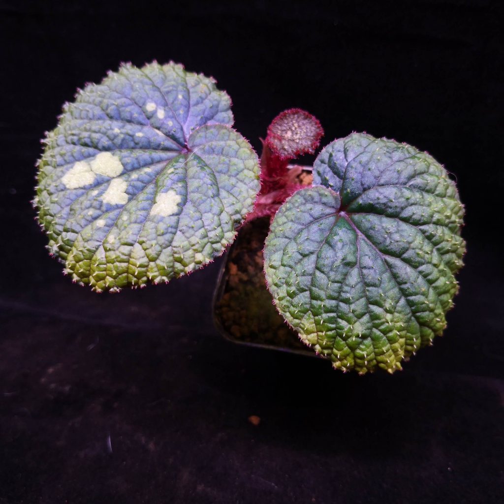 Begonia bullatifolia - HappyForestStore