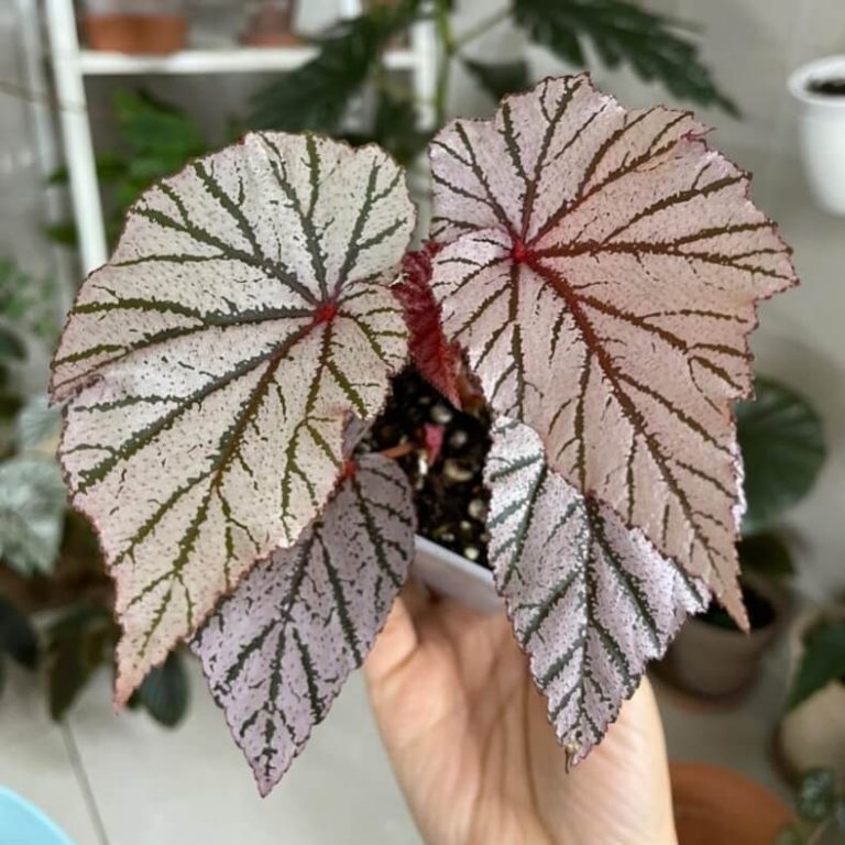 Begonia for Sale - Page 2 of 20 - HappyForestStore