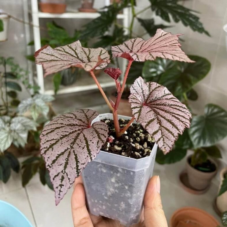 Begonia for Sale - Page 2 of 20 - HappyForestStore
