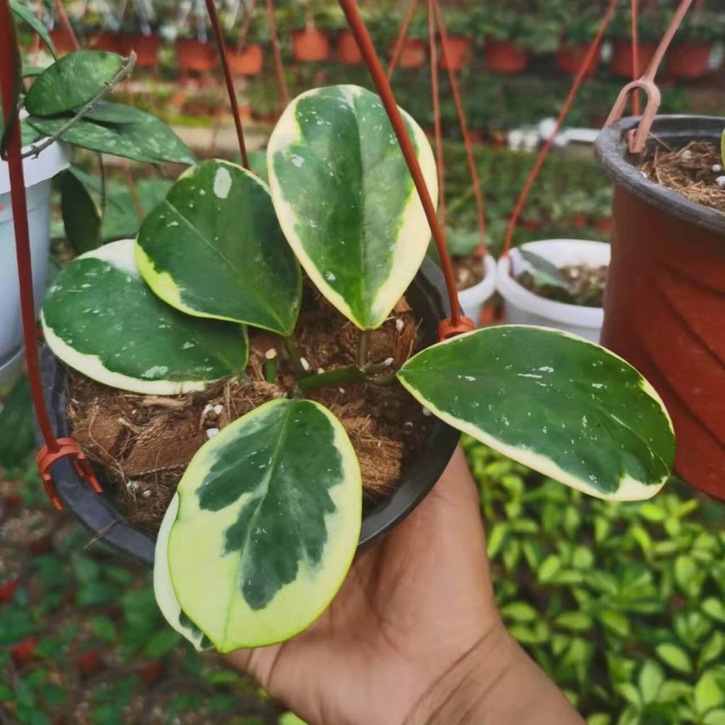(Rare) Hoya lima splash for Sale - HappyForestStore