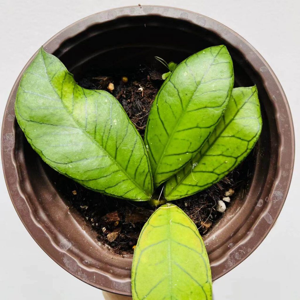 Hoya for Sale - HappyForestStore