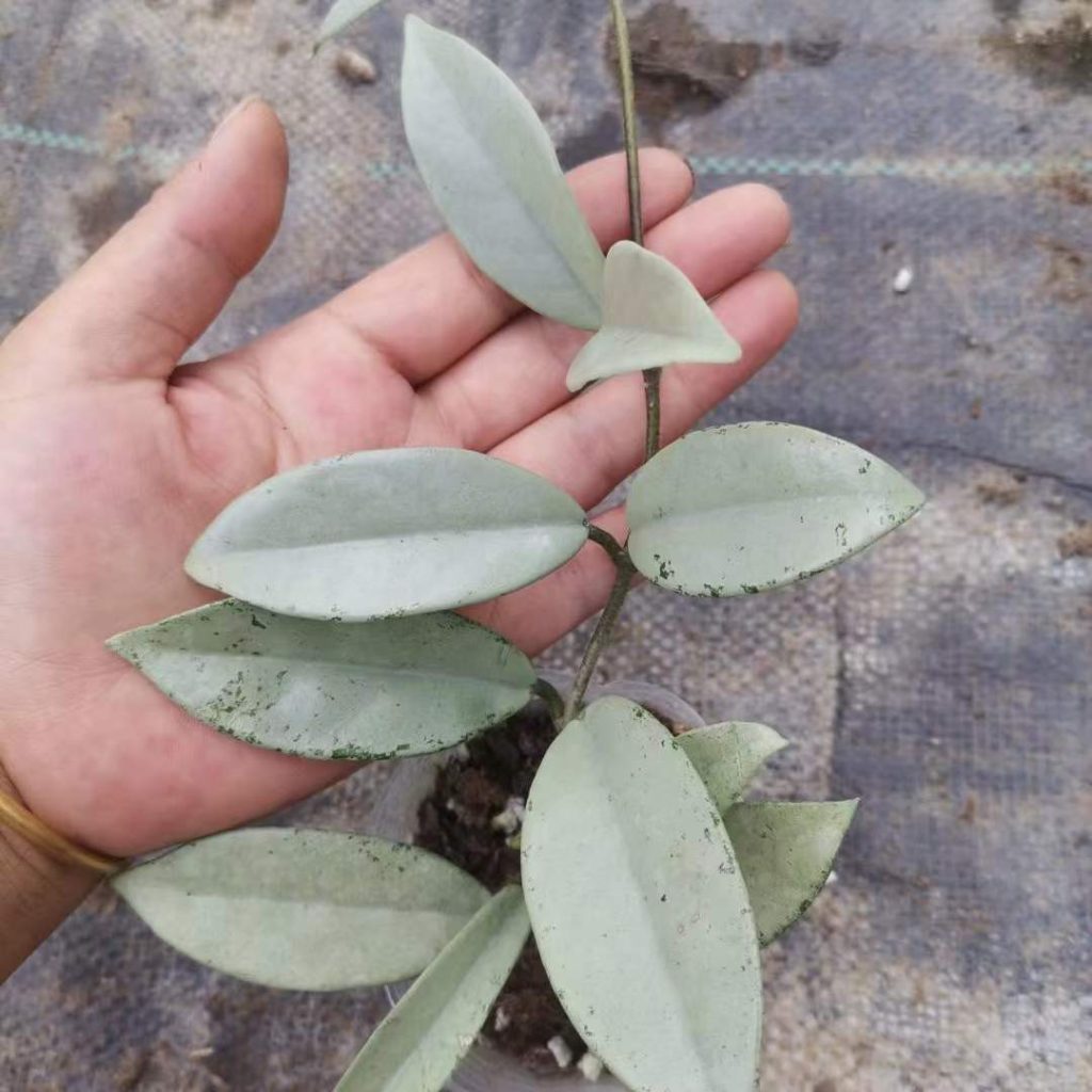 (Rare) Hoya Gunung Gading for sale - HappyForestStore