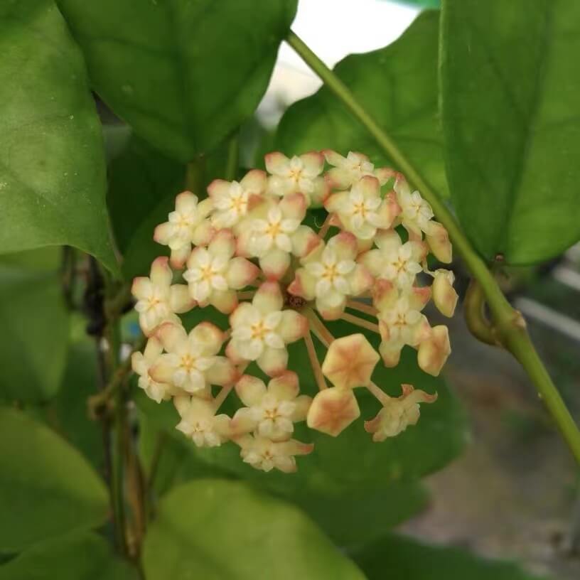 Hoya cardiophylla wavy leaf for sale - HappyForestStore
