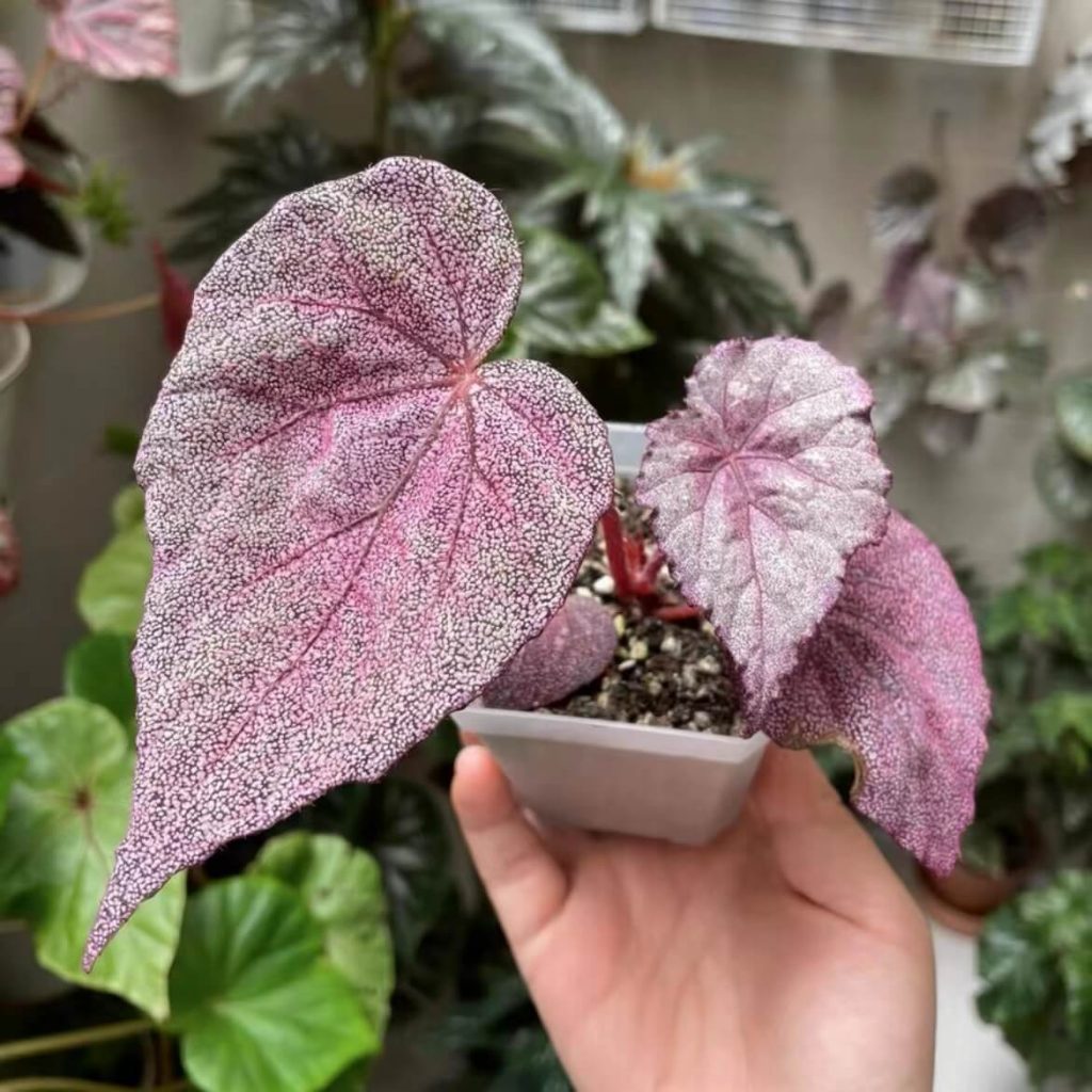 Begonia mantuk for sale - HappyForestStore