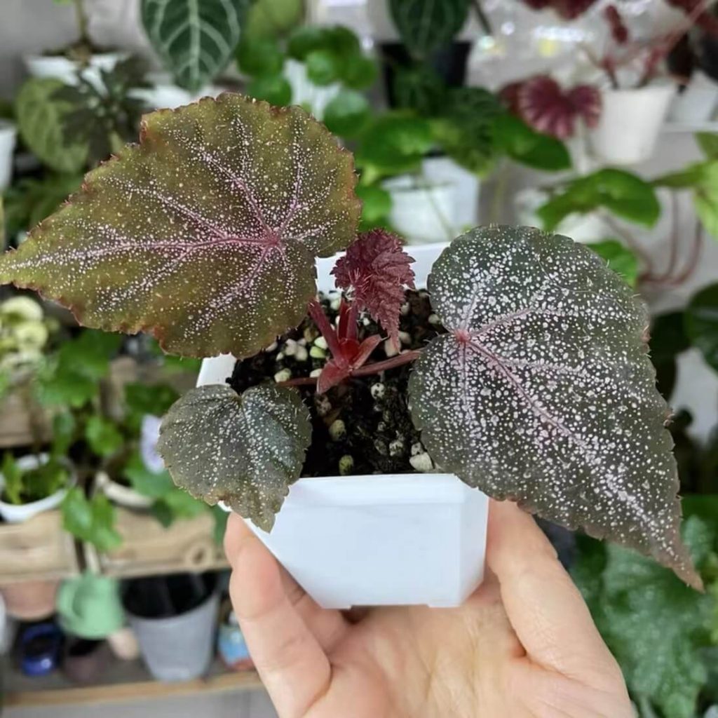 Begonia for Sale - Page 11 of 20 - HappyForestStore