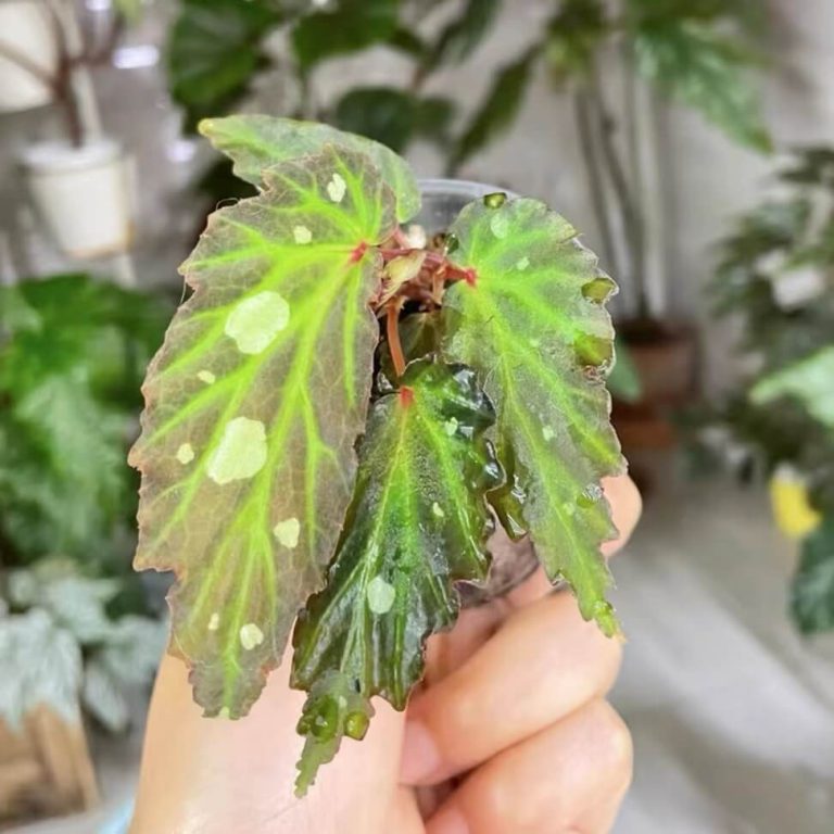 Begonia for Sale - Page 8 of 20 - HappyForestStore