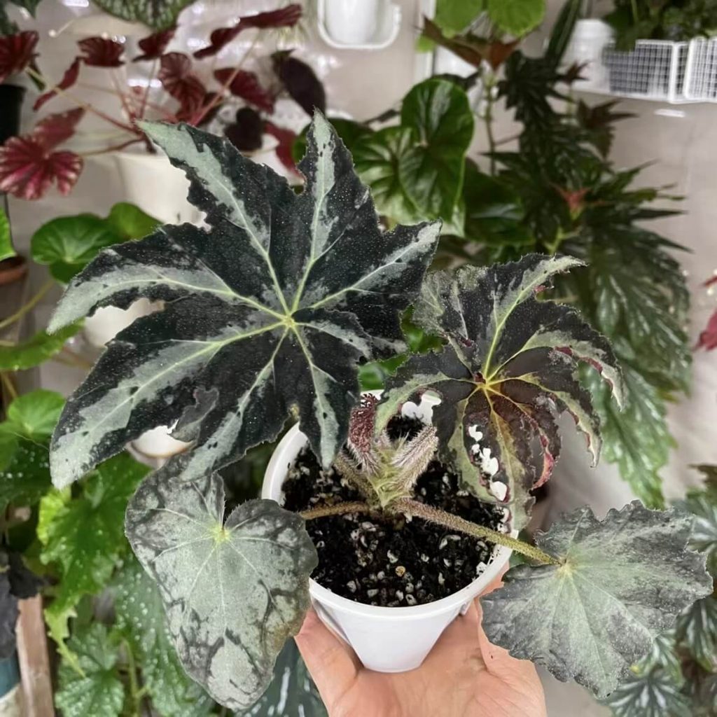 Begonia for Sale - Page 8 of 19 - HappyForestStore