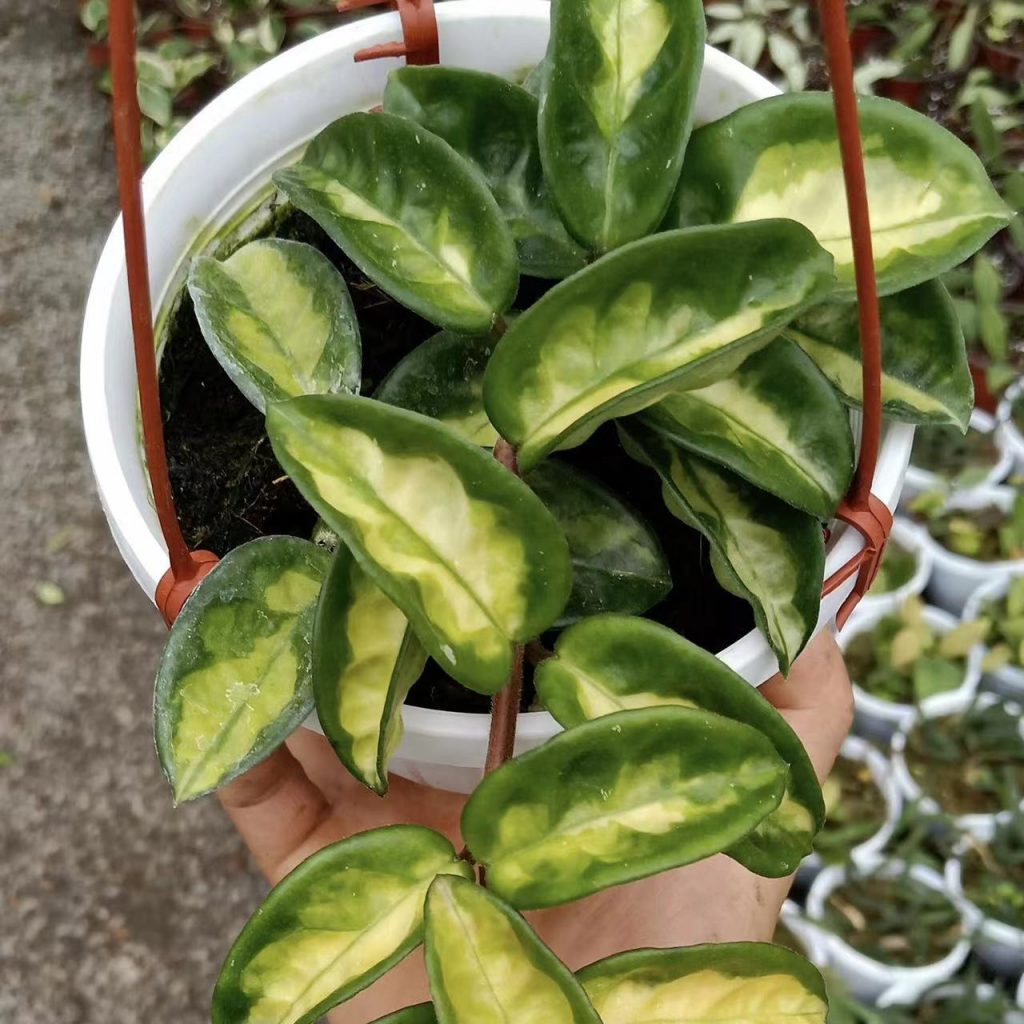 (Rare) Hoya yingjiangensis variegated for sale - HappyForestStore