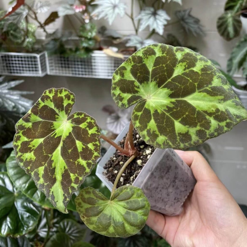 Begonia for Sale - Page 2 of 20 - HappyForestStore