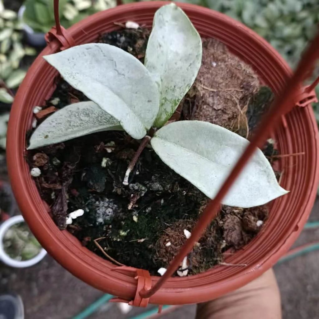 Hoya for Sale - Page 2 of 17 - HappyForestStore
