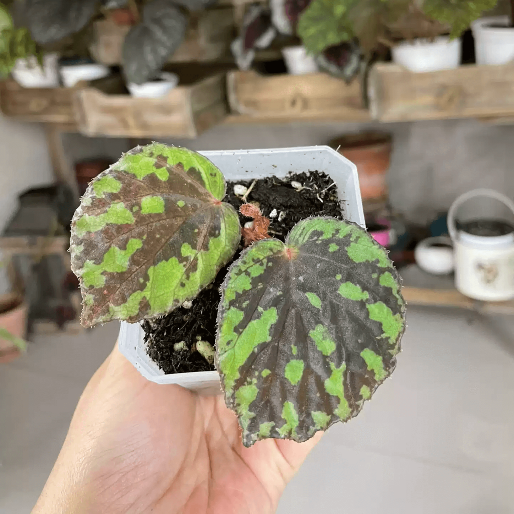 Begonia for Sale - HappyForestStore