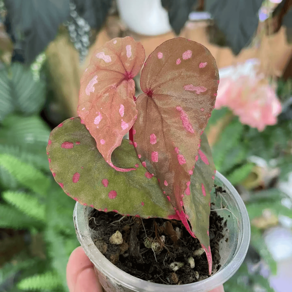 Begonia ruthiae for Sale - HappyForestStore