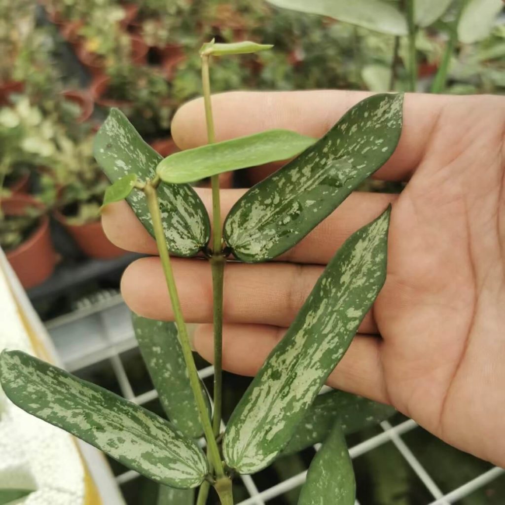 (Rare) Hoya crassipetiolata splash for sale - HappyForestStore