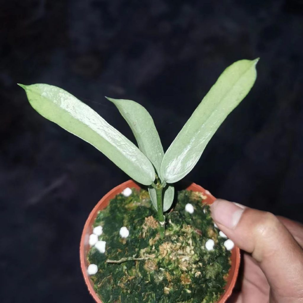 (Rare) Hoya Pandurata Tsiang Silver for sale - HappyForestStore