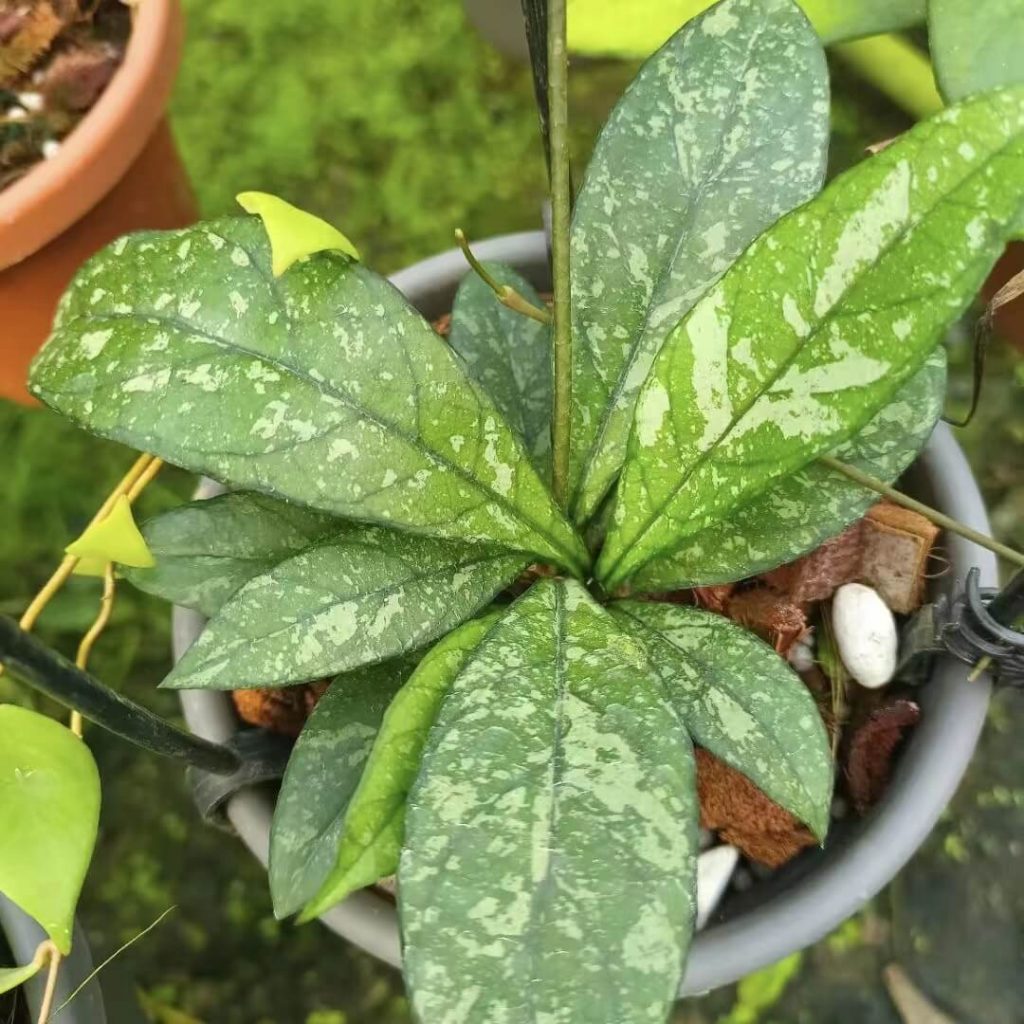 (Rare) Hoya crassipetiolata splash for sale - HappyForestStore