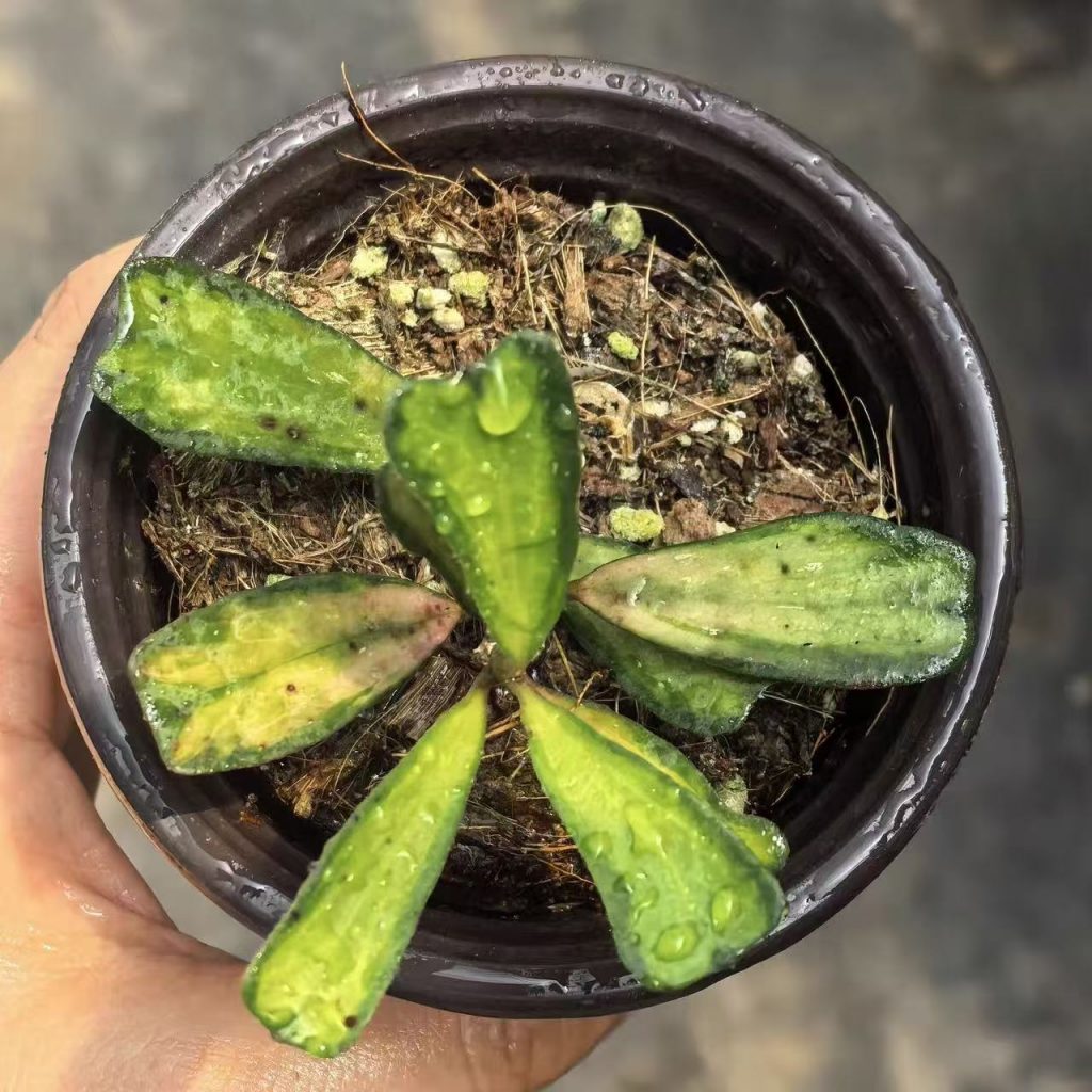 Hoya manipurensis variegata for sale - HappyForestStore