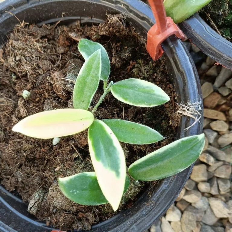 (Rare) Hoya acicularis mutate for sale - HappyForestStore