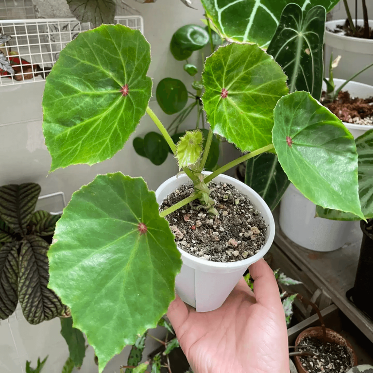 Begonia ruthiae for Sale - HappyForestStore