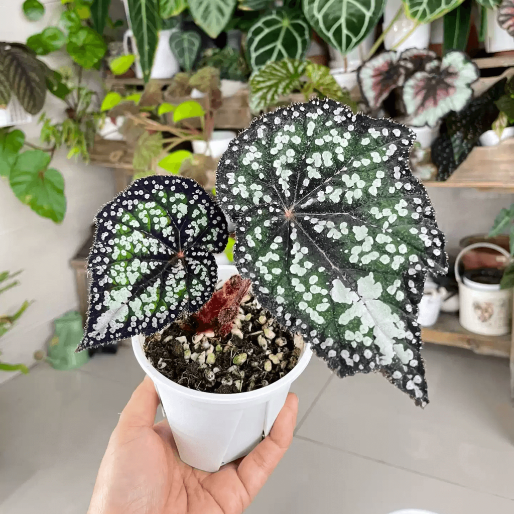 Begonia Fairytale for Sale - HappyForestStore