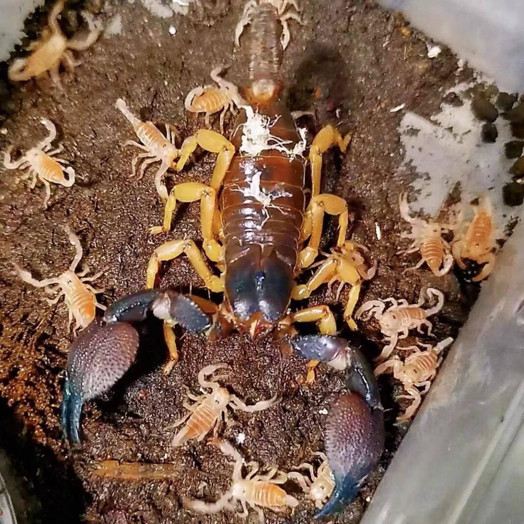 Scorpions for Sale - HappyForestStore